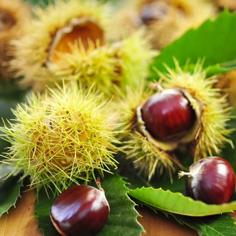 Chestnut trees – Nutcracker Nursery & Tree Farm