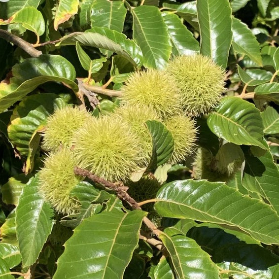 Chestnut trees – Nutcracker Nursery & Tree Farm