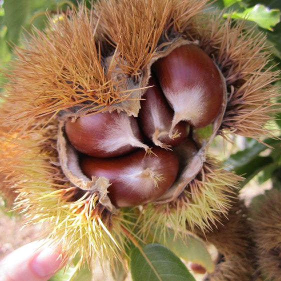 Chestnut trees – Nutcracker Nursery & Tree Farm