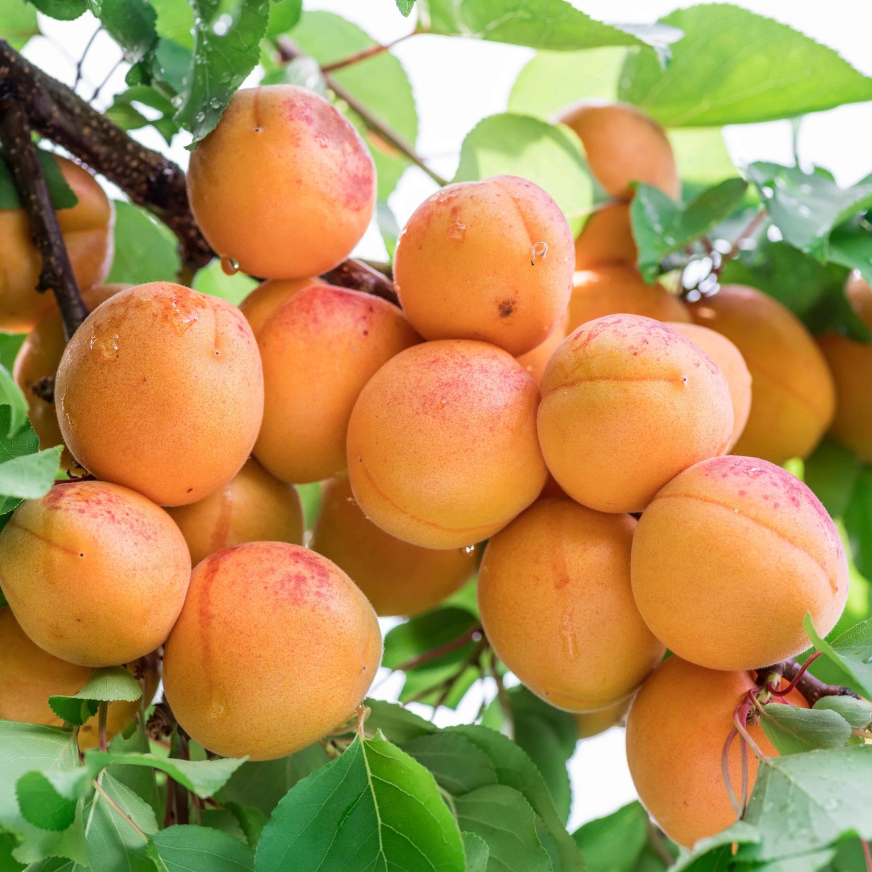 Apricot trees – Nutcracker Nursery & Tree Farm