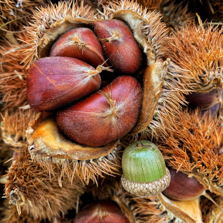 Chestnut trees – Nutcracker Nursery & Tree Farm