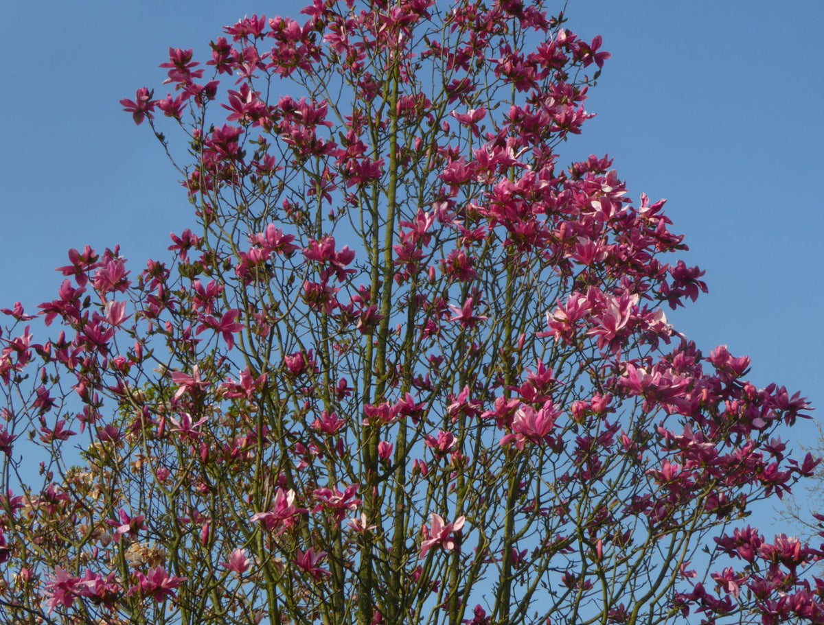 Magnolia 'Daybreak' – Nutcracker Nursery & Tree Farm