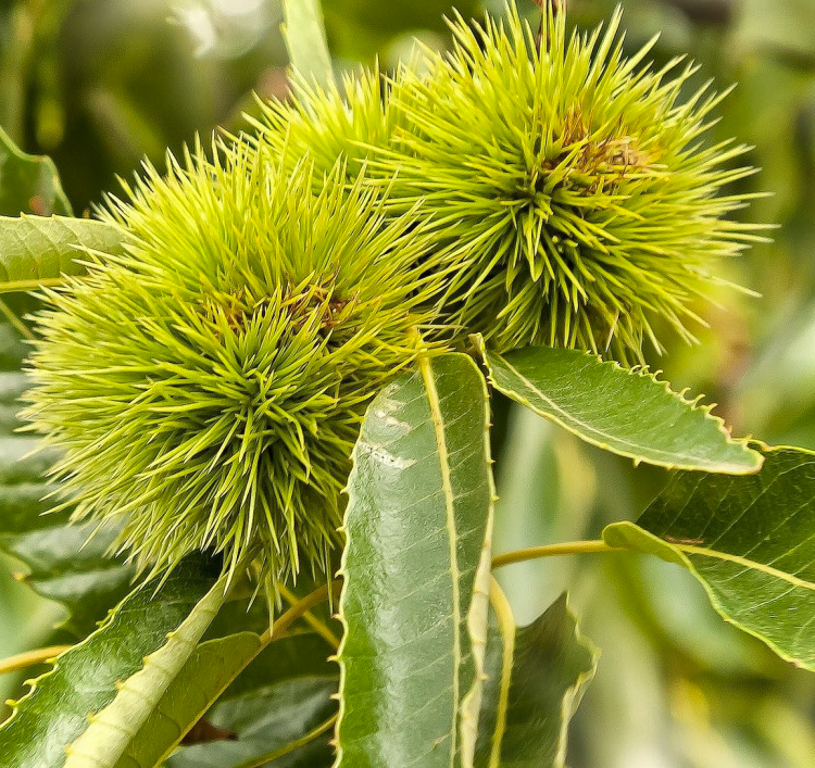 Hybrid chestnut 'Marsol' – Nutcracker Nursery & Tree Farm