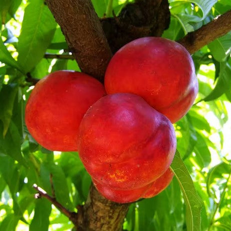 Nutcracker Nursery & Tree Farm