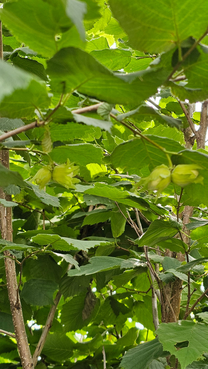 select Hybrid hazelnut – Nutcracker Nursery & Tree Farm