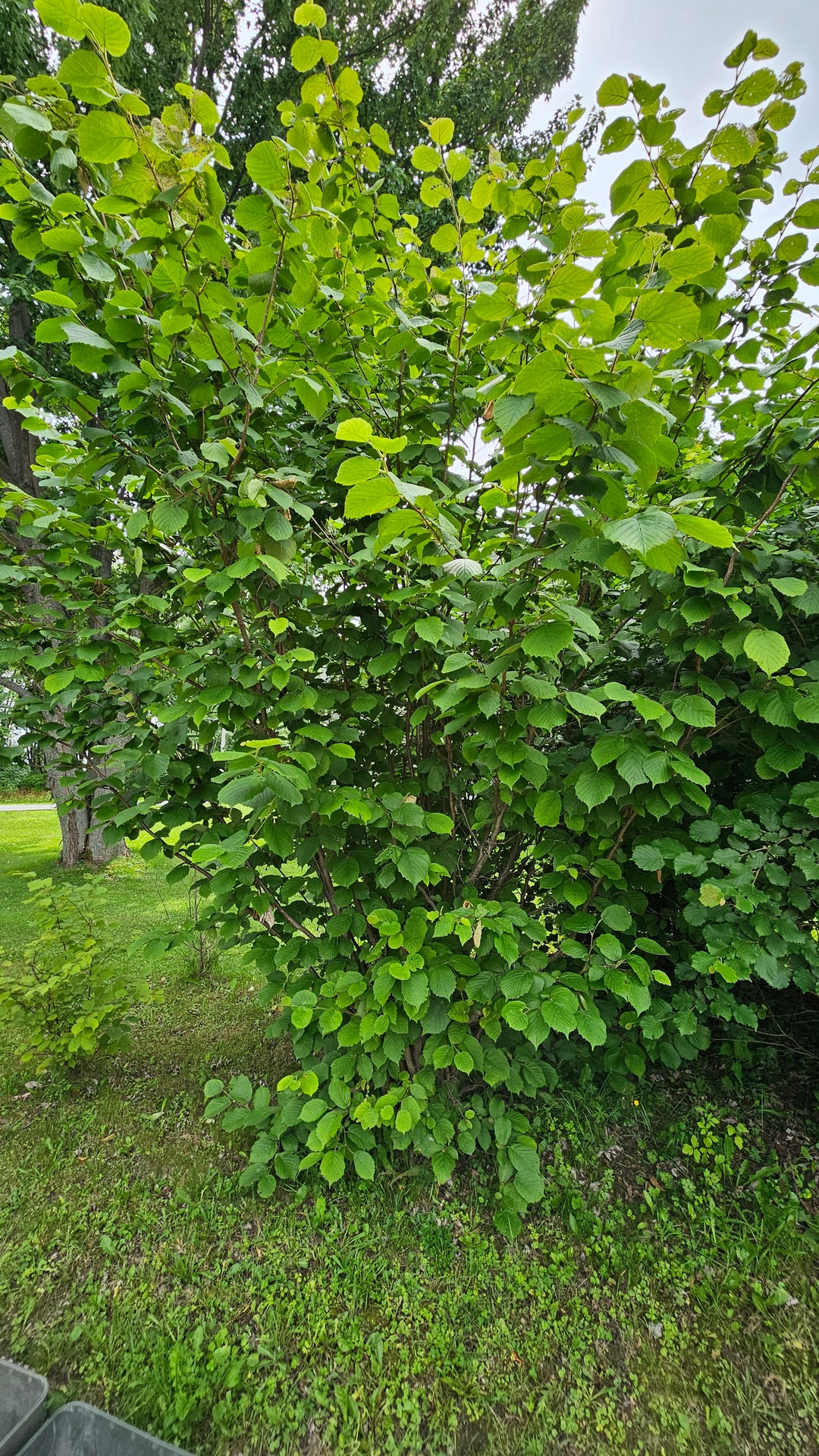 select Hybrid hazelnut – Nutcracker Nursery & Tree Farm