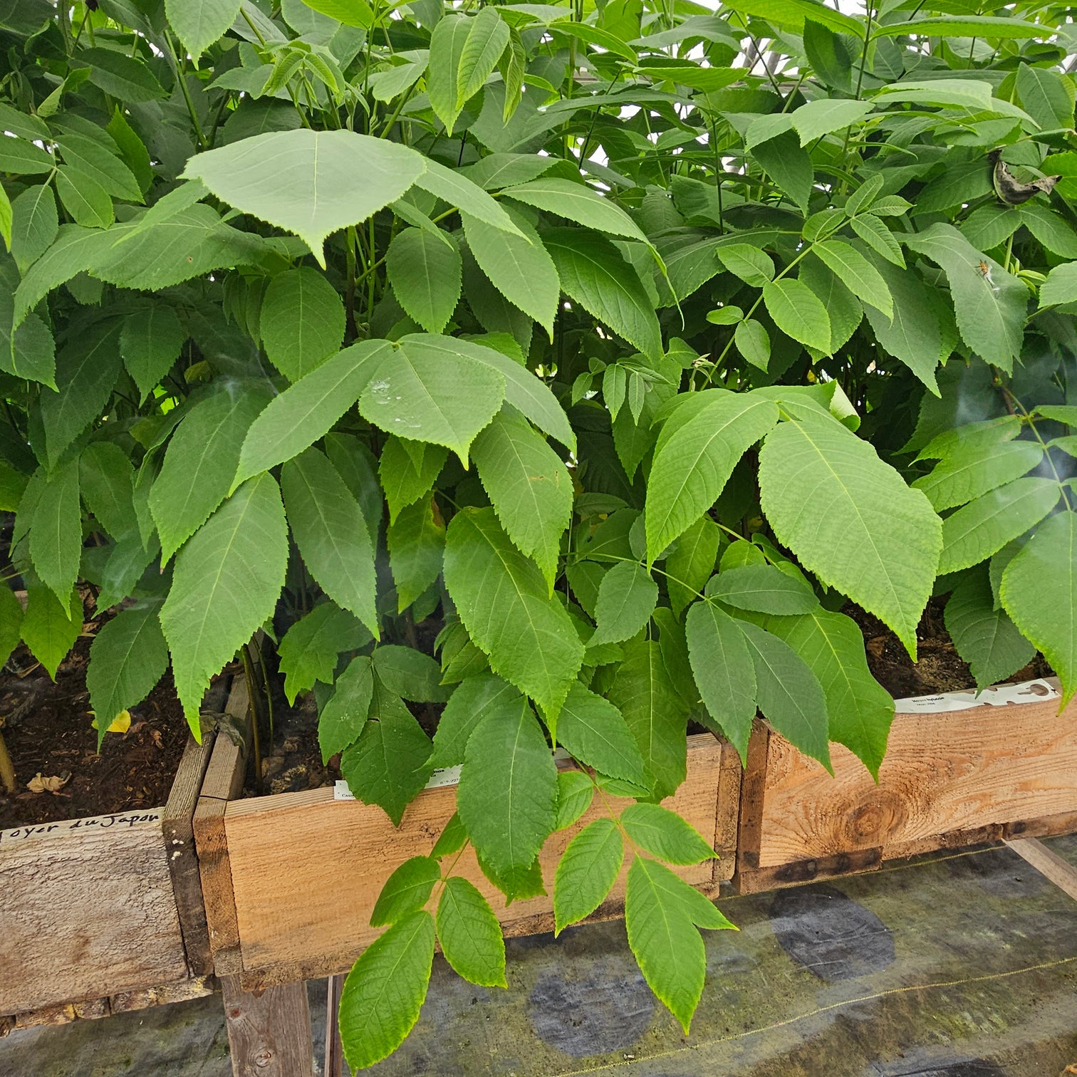 Nut Trees – Nutcracker Nursery & Tree Farm