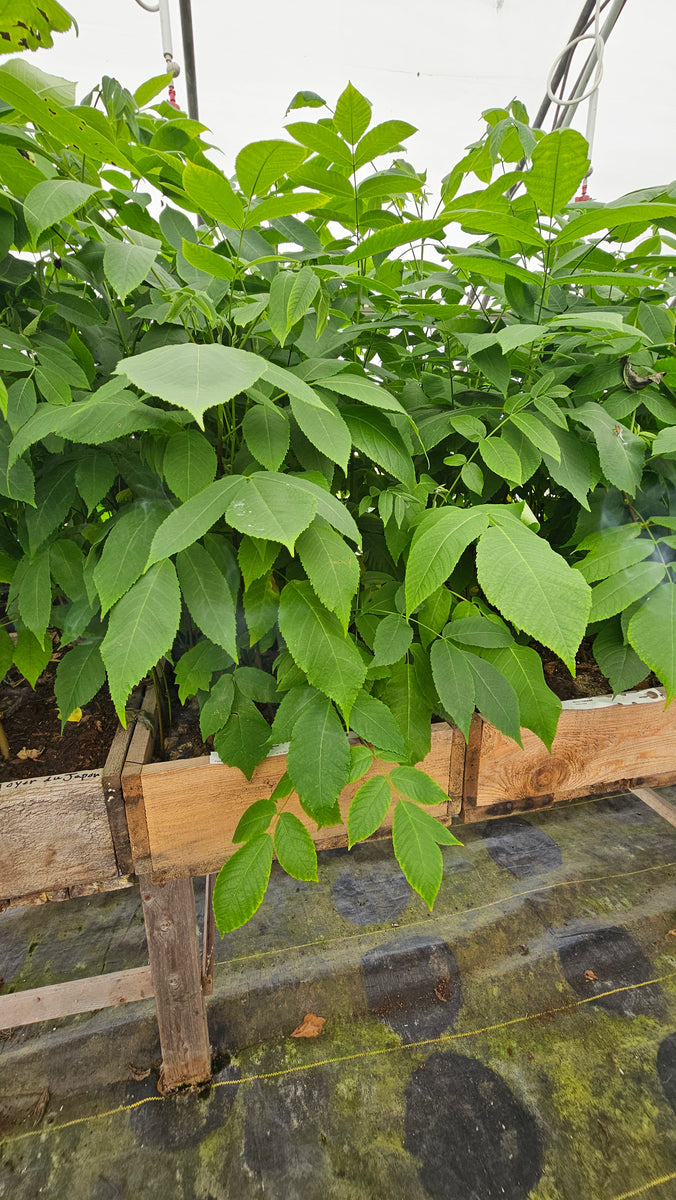 Buartnut seegling Juglans cinerea X juglans ailantifolia – Nutcracker ...