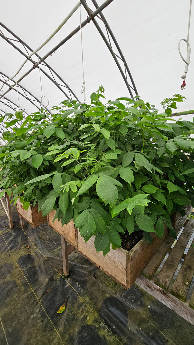 Buartnut seegling Juglans cinerea X juglans ailantifolia – Nutcracker ...