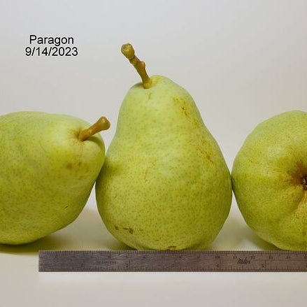 Pear trees – Nutcracker Nursery & Tree Farm