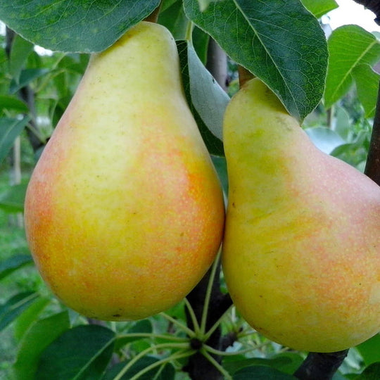 Pear trees – Nutcracker Nursery & Tree Farm