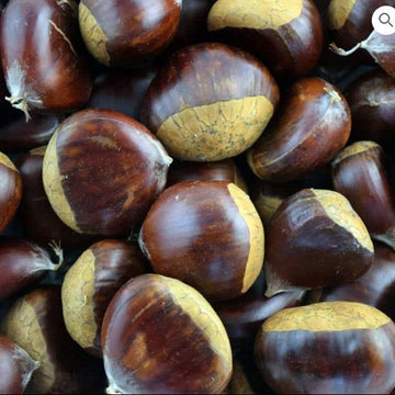 Chestnut trees – Nutcracker Nursery & Tree Farm