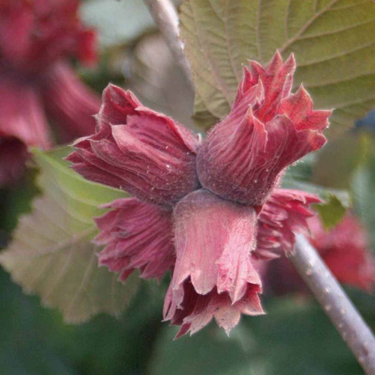 red leaves Hybrid hazelnut (Corylus Maxima Purpurea) – Nutcracker ...
