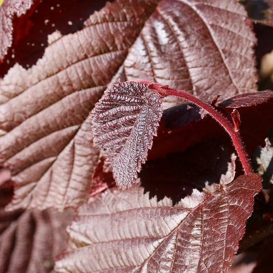 Hazelnut trees (Filbert) – Nutcracker Nursery & Tree Farm