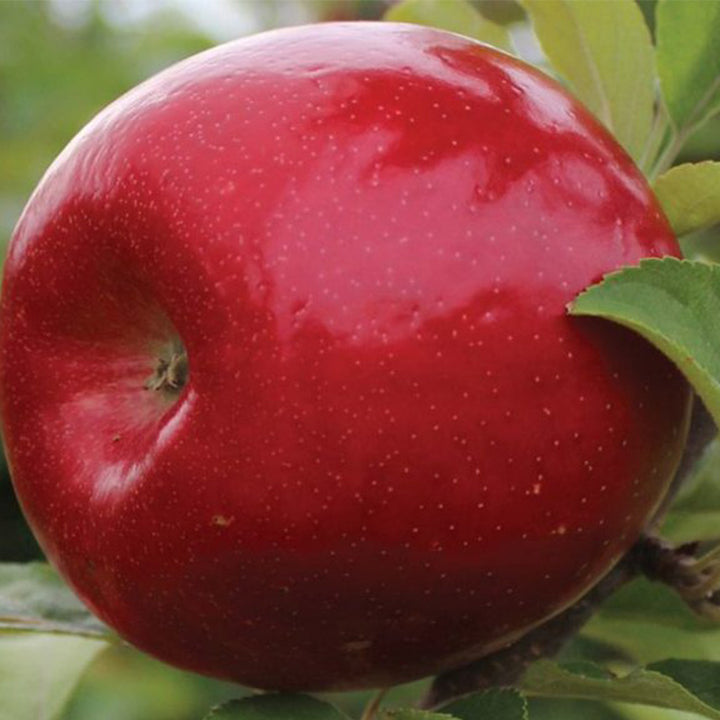 Apple trees – Nutcracker Nursery & Tree Farm